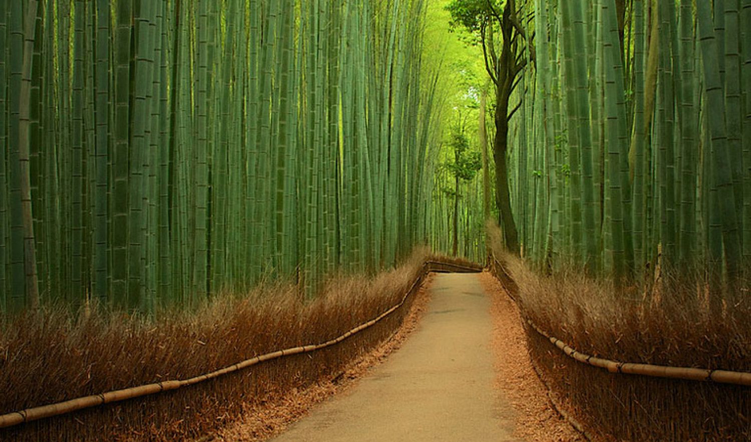 bamboowalk - Steve Jones Great Blue Heron