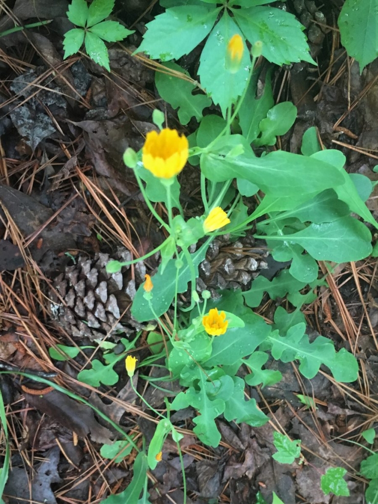 Late April Wildflowers at Oak Mountain State Park - Steve Jones Great ...