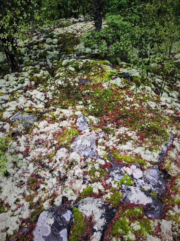 Sandstone Glades at DeSoto State Park - Steve Jones Great Blue Heron