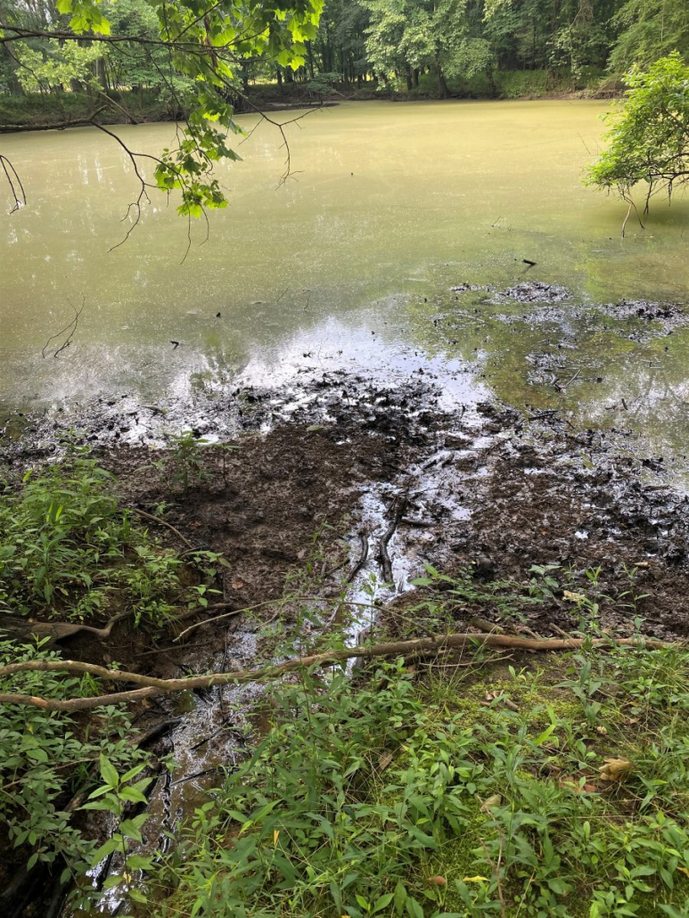 Goldsmith Schiffman Wildlife Sanctuary 06.06.20, Muscrat Slude at Murky ...