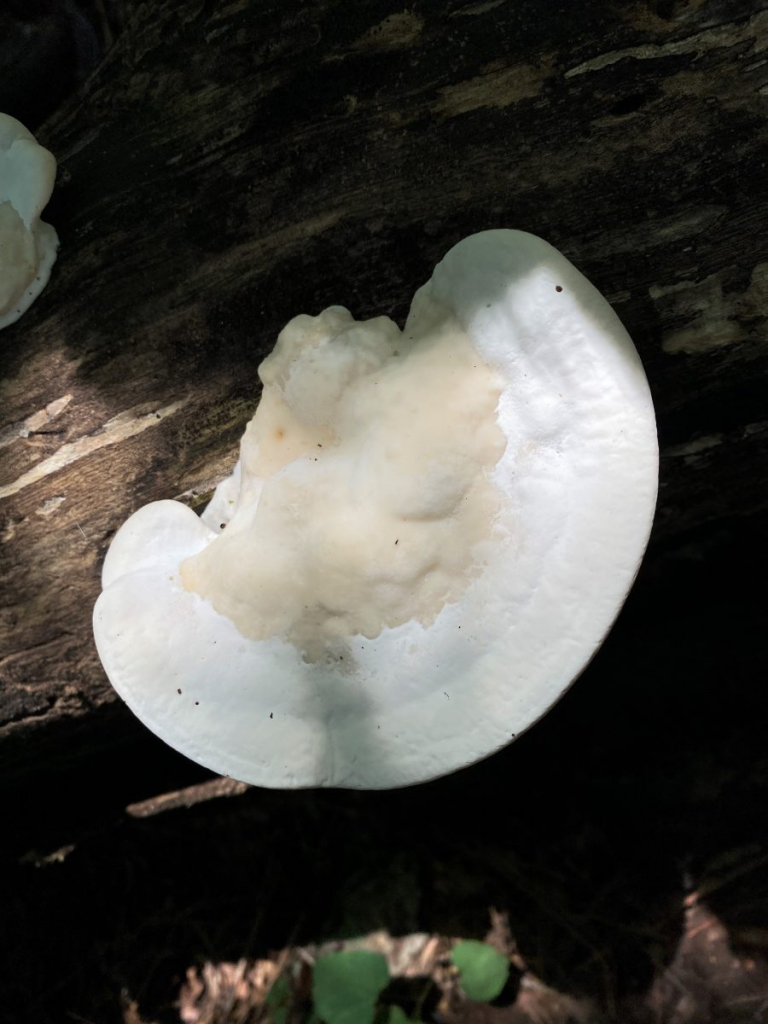 Multi-Use Trail at Joe Wheeler State Park - Steve Jones Great Blue Heron