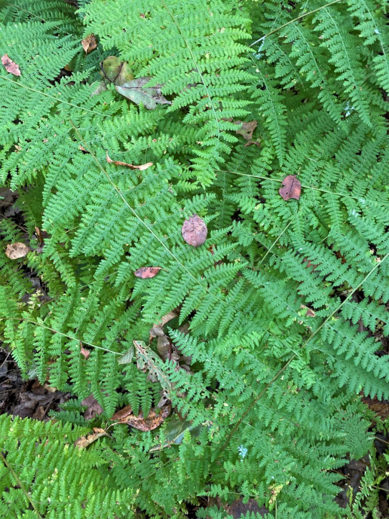 September 2020 Rocky Gap State Park: Central Appalachian Fall Flowers ...