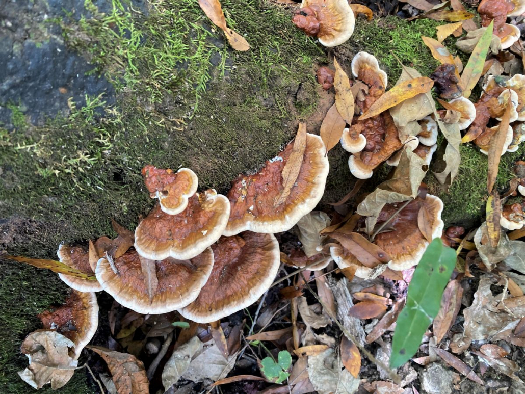 A Few Fungal Highlights from an Early Fall Trek through a River Terrace ...