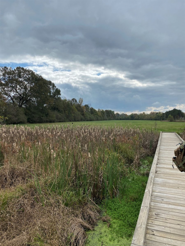 TVA's Marbut Bend Nature Preserve - Steve Jones Great Blue Heron