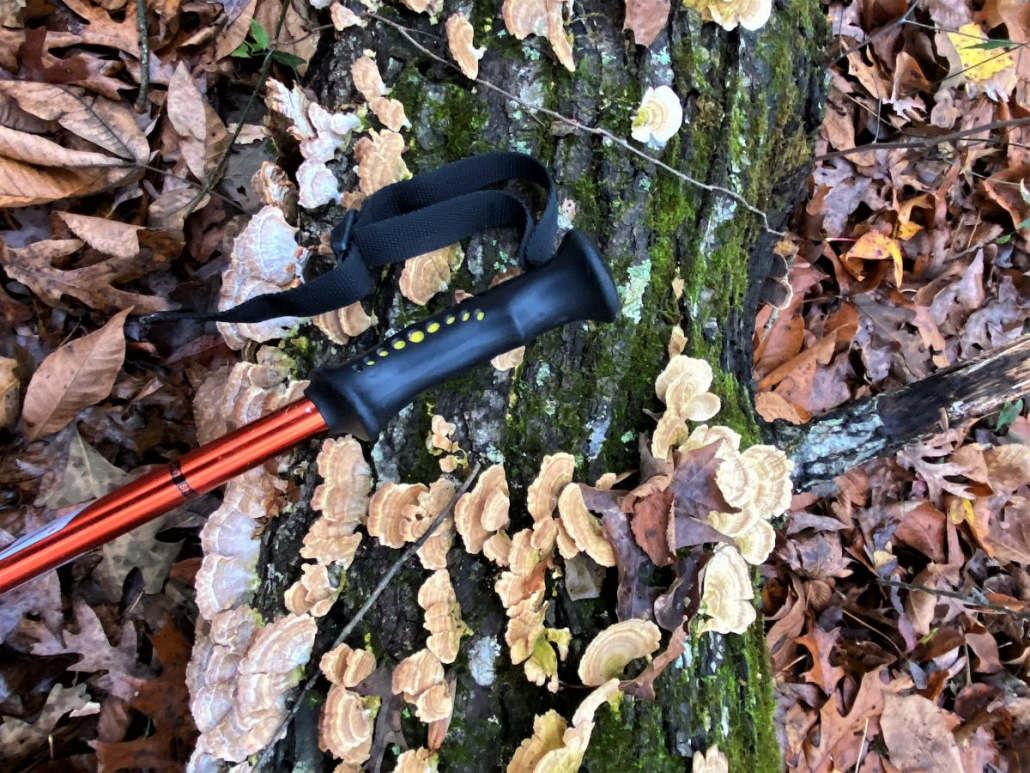 Wheeler NWR 11.30.20 WNWR HGH Road - Steve Jones Great Blue Heron