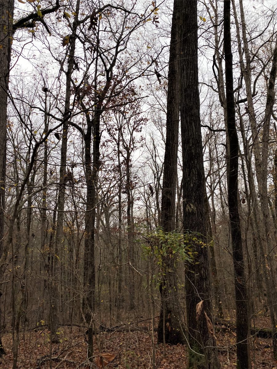 Wheeler National Wildlife Refuge: Bottomland Hardwood Tree Form ...