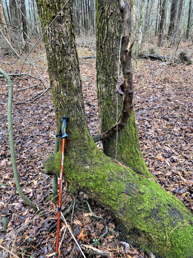 Indian Marker Trees: Separating Folklore from Fact - Steve Jones Great ...