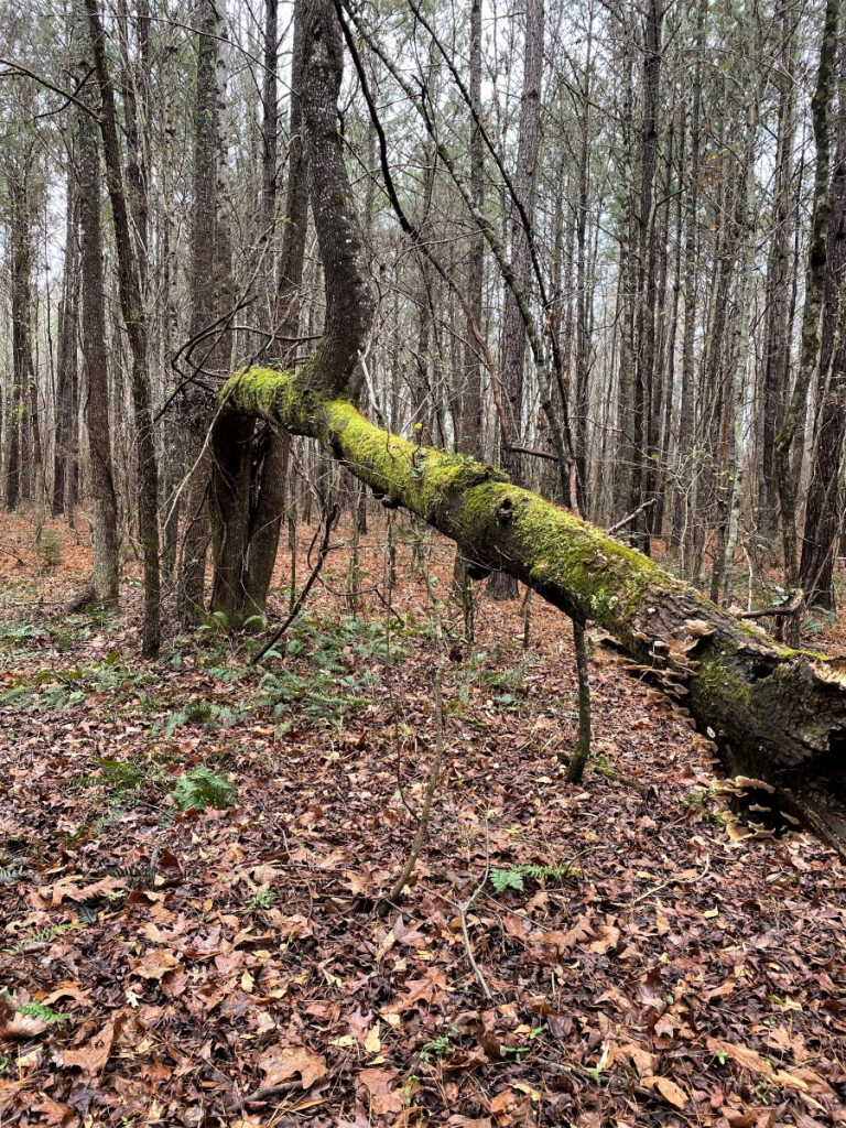 Indian Marker Trees: Separating Folklore from Fact - Steve Jones Great ...