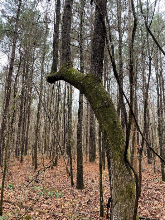Indian Marker Trees: Separating Folklore from Fact - Steve Jones Great ...