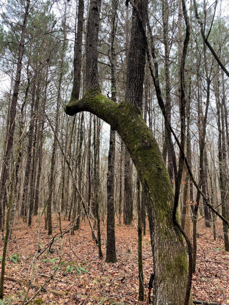 Indian Marker Trees: Separating Folklore from Fact - Steve Jones Great ...