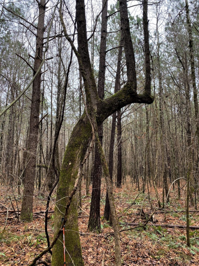 Indian Marker Trees: Separating Folklore from Fact - Steve Jones Great ...