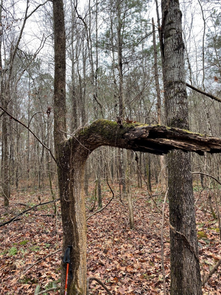 Indian Marker Trees: Separating Folklore from Fact - Steve Jones Great ...