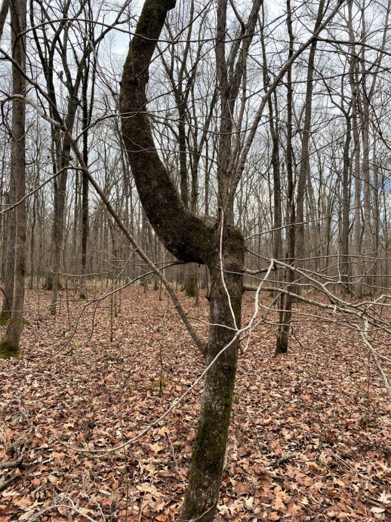 Indian Marker Trees: Separating Folklore from Fact - Steve Jones Great ...