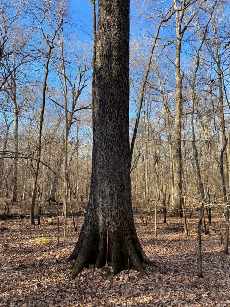 A New (for me) Tree Growth Phenomenon - Steve Jones Great Blue Heron