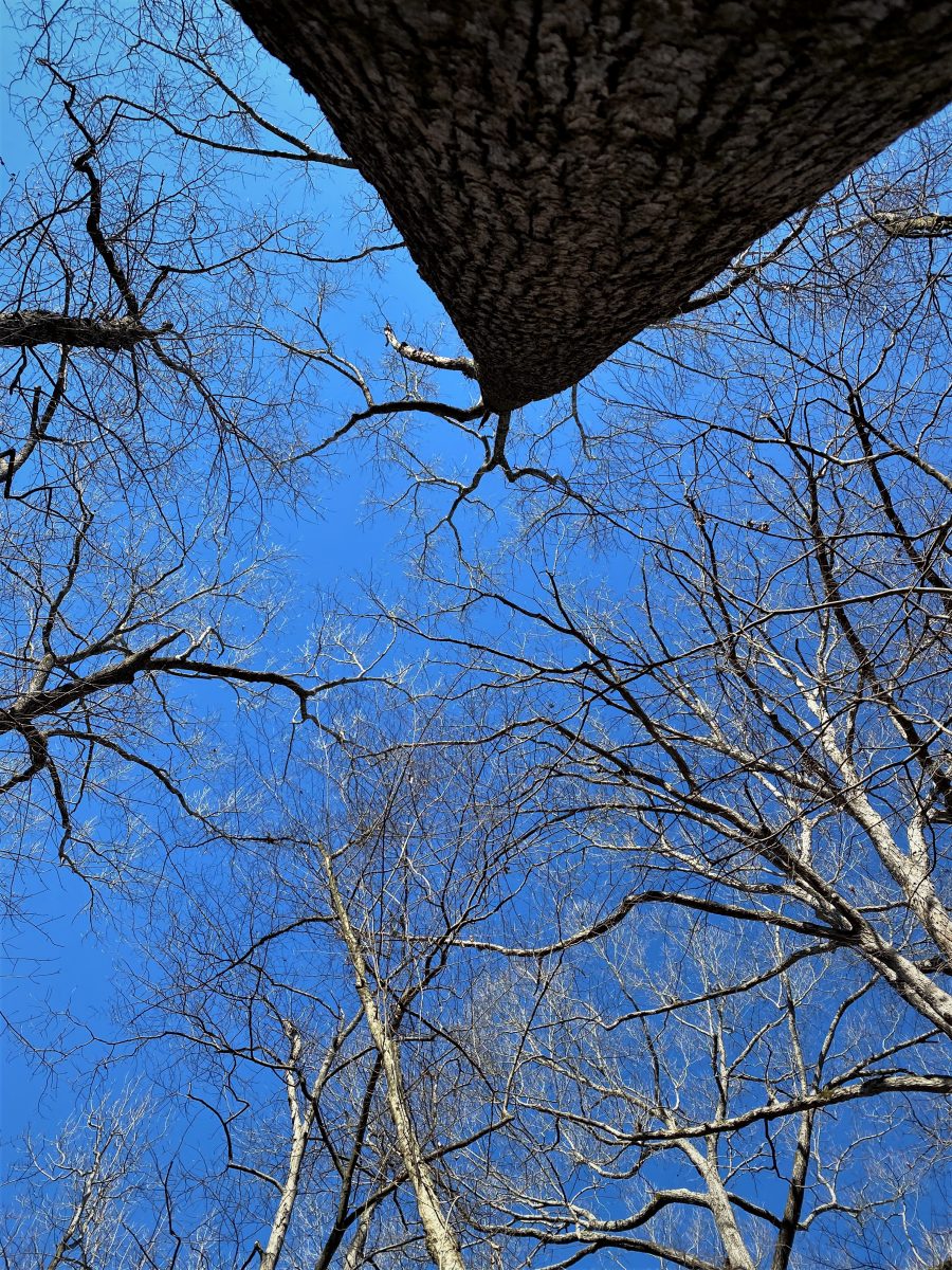 The Da Vinci Rule : The Universal Dendritic Pattern in Nature - Steve ...