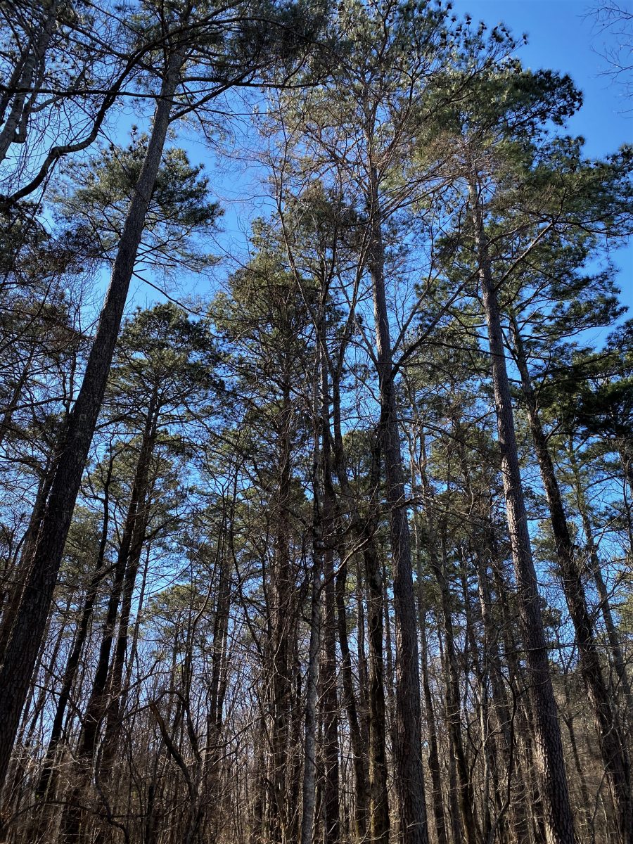 Wheeler NWR 03.07.21 WNWR, Thick mid-story - Steve Jones Great Blue Heron