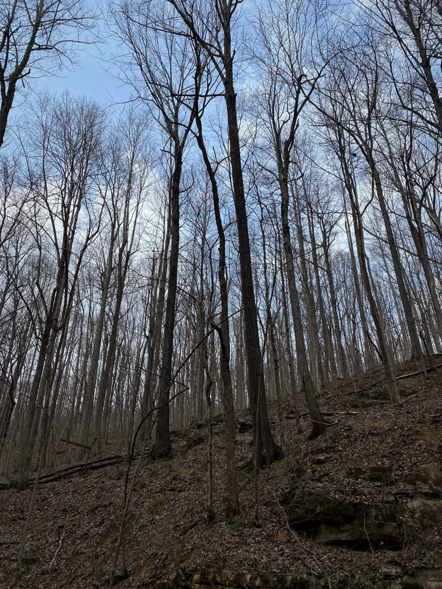 Tall Trees in Monte Sano State Park's Cathedral Forest - Steve Jones ...