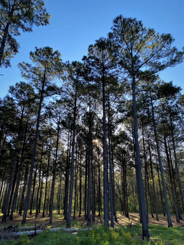 Spring Visit to Chapman Mountain Nature Preserve; Fierce Competition in ...