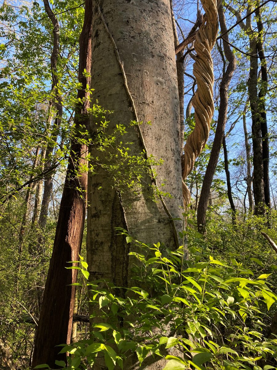 Land Trust of North Alabama 04.03.21 Terry Trail, Old American Beech ...