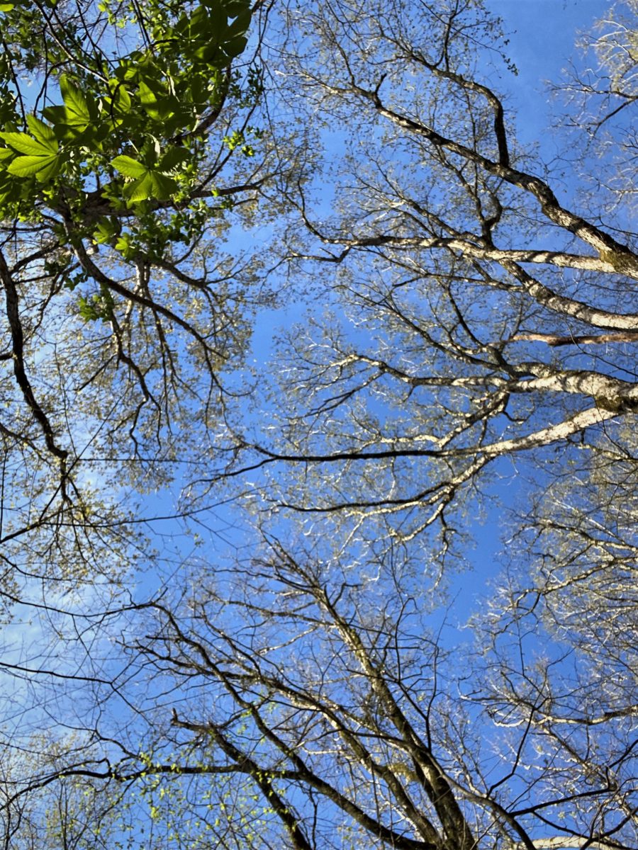The Da Vinci Rule : The Universal Dendritic Pattern in Nature - Steve ...