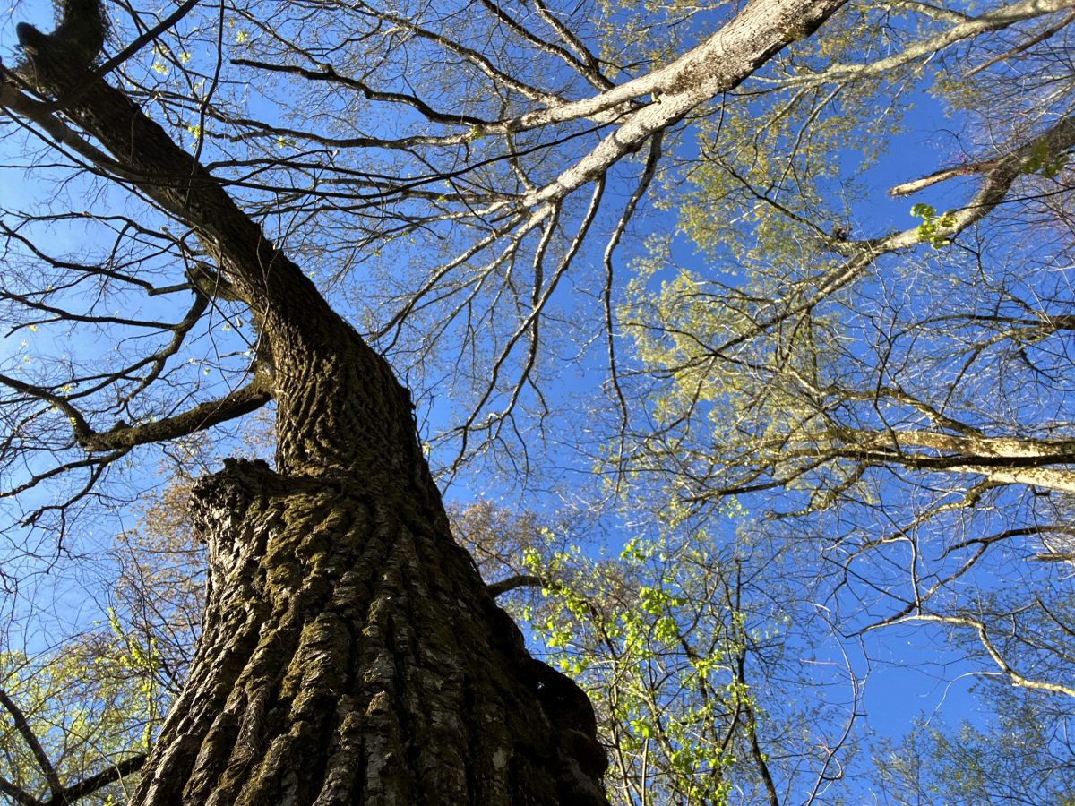 Spring Visit to Chapman Mountain Nature Preserve; Fierce Competition in ...
