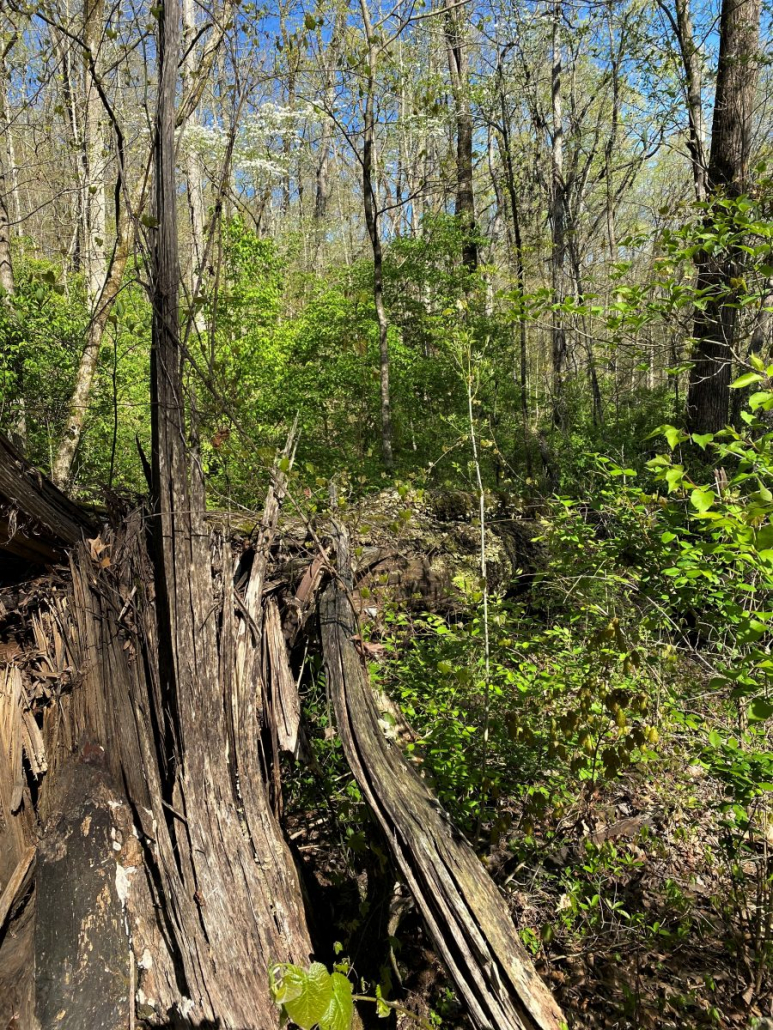 Spring Visit to Chapman Mountain Nature Preserve; Fierce Competition in ...