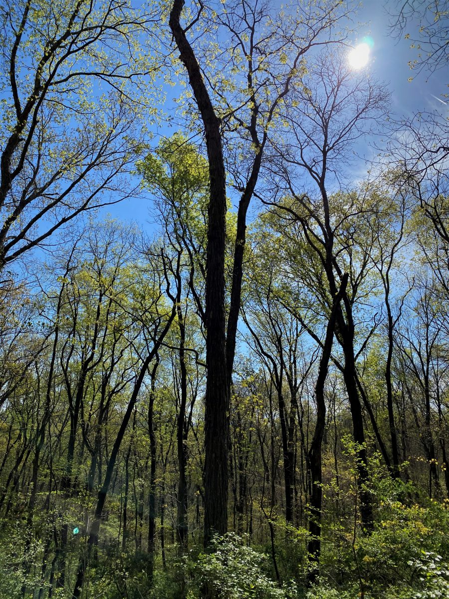 Spring Visit to Chapman Mountain Nature Preserve; Fierce Competition in ...