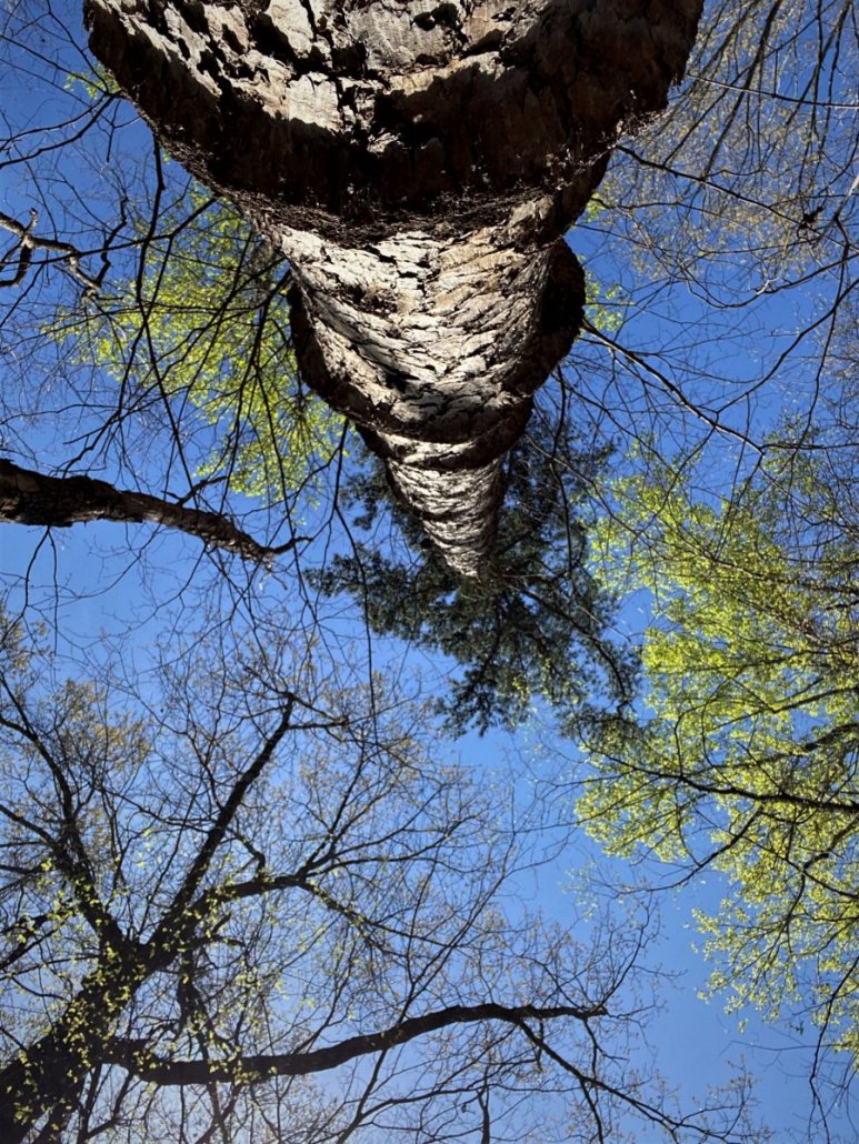 Spring Visit to Chapman Mountain Nature Preserve; Fierce Competition in ...