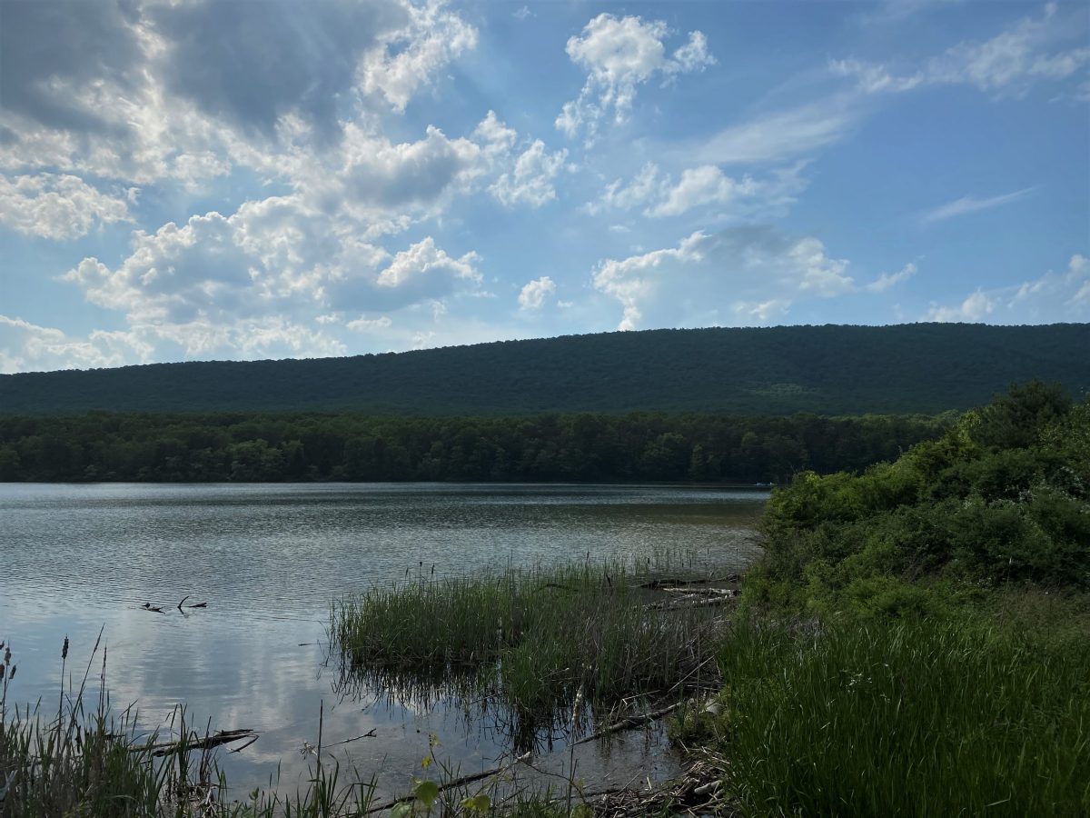 Rocky Gap State Park Lake Habeeb Trail - Steve Jones Great Blue Heron