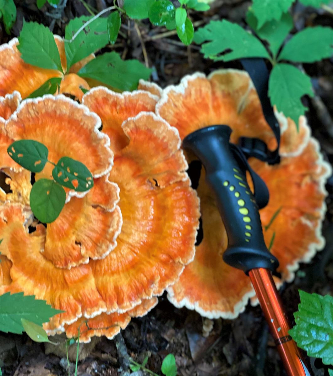 Wheeler NWR 08.19.21 WNWR Chicken of the Woods - Steve Jones Great Blue ...
