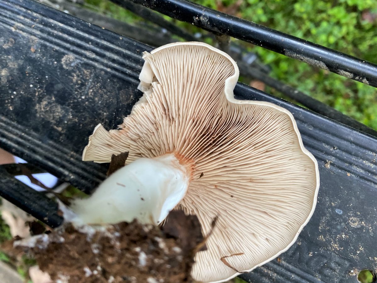 Mushroom Rambling Early October in Two Distinct Alabama Forest Types ...