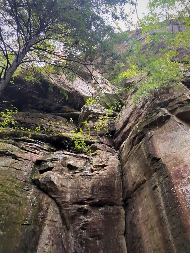 An Eleven-mile Bucket List Hike to the Sipsey Big Tree - Steve Jones ...