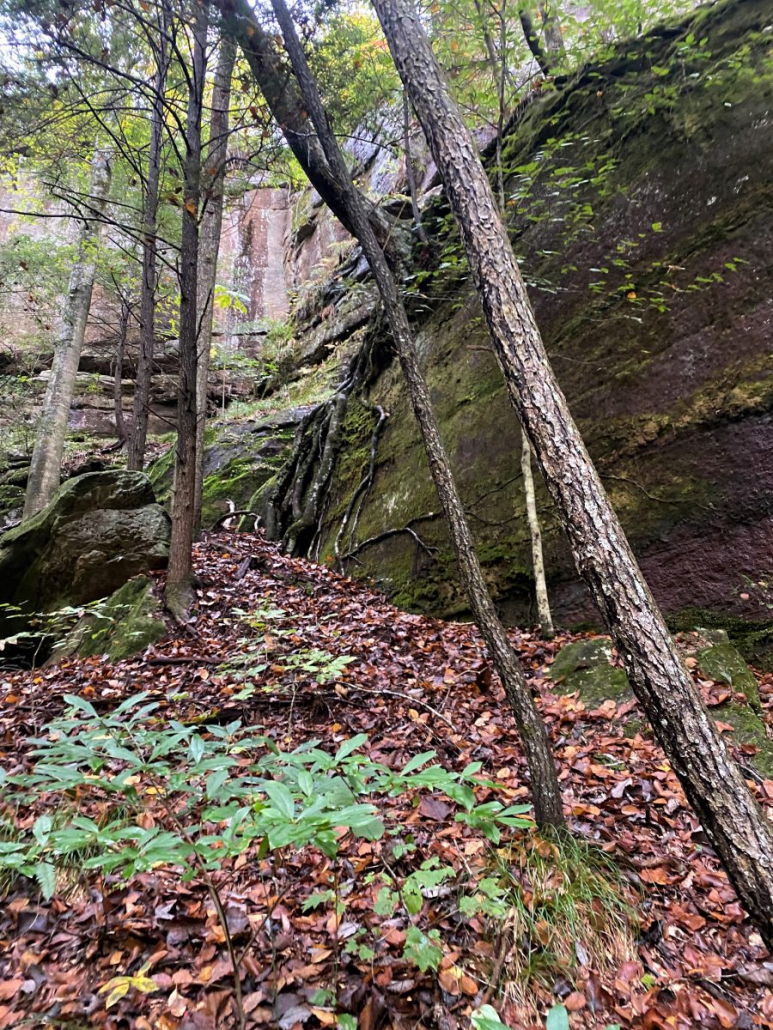 An Eleven-mile Bucket List Hike to the Sipsey Big Tree - Steve Jones ...