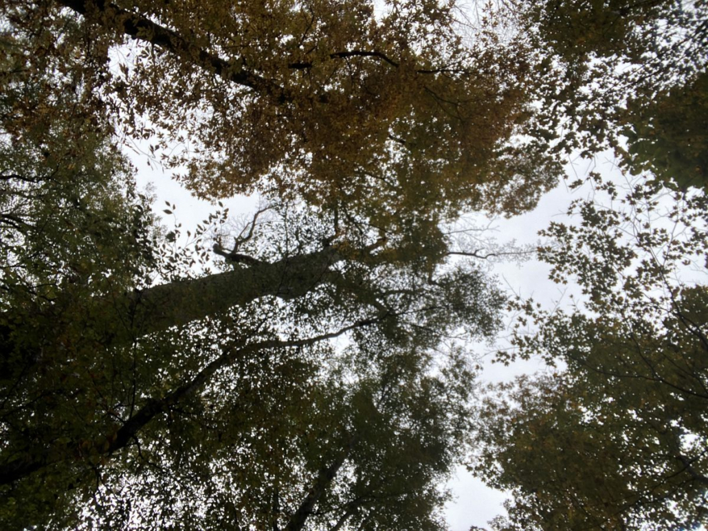 An Eleven-mile Bucket List Hike to the Sipsey Big Tree - Steve Jones ...