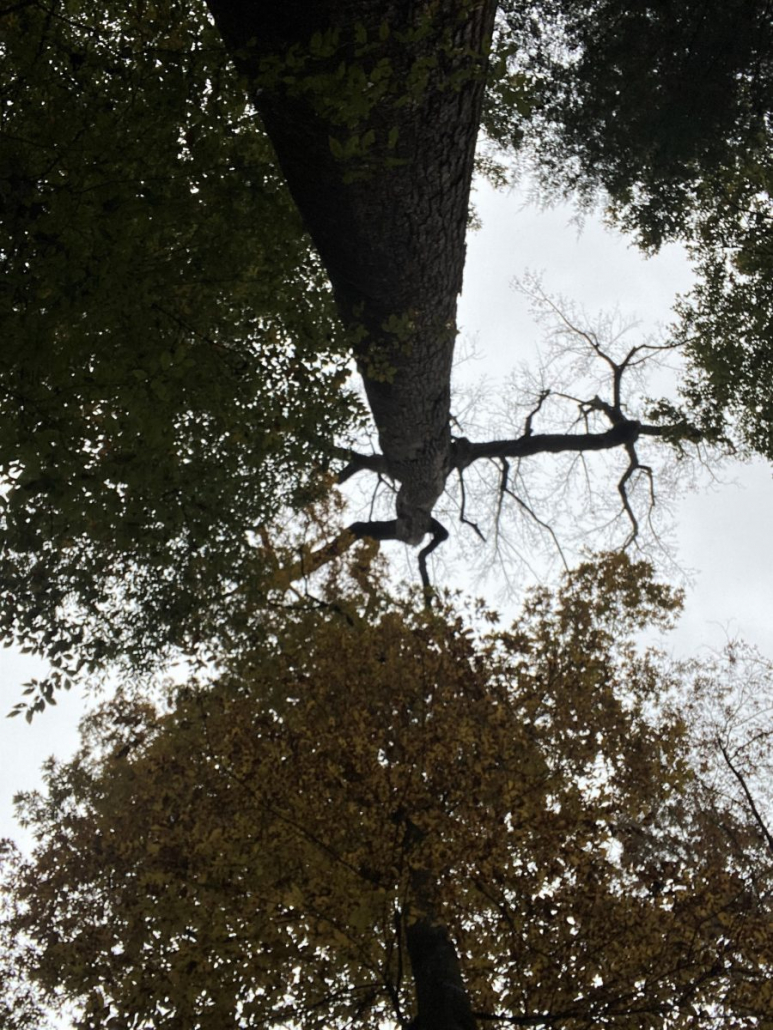An Eleven-mile Bucket List Hike to the Sipsey Big Tree - Steve Jones ...