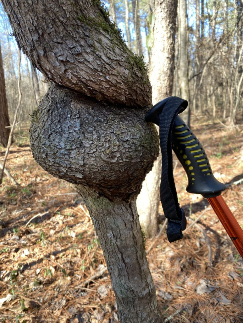 Exploring the Spiral Nature of Northern Alabama's Tree Vines - Steve ...