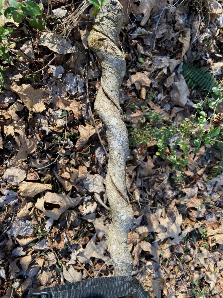 Exploring the Spiral Nature of Northern Alabama's Tree Vines - Steve ...