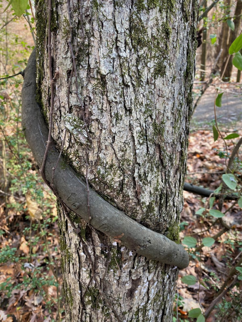 Exploring the Spiral Nature of Northern Alabama's Tree Vines - Steve ...