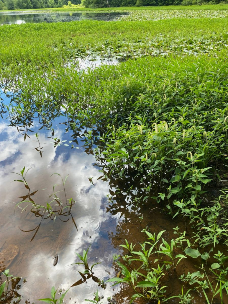 Brief-Form Post #20: Aerial Tour of Blackwell Swamp at the Wheeler ...