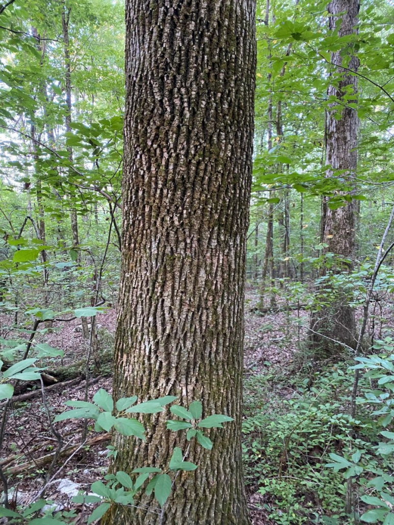 Mid-August Hike - My First Visit to Wade Mountain Nature Preserve ...