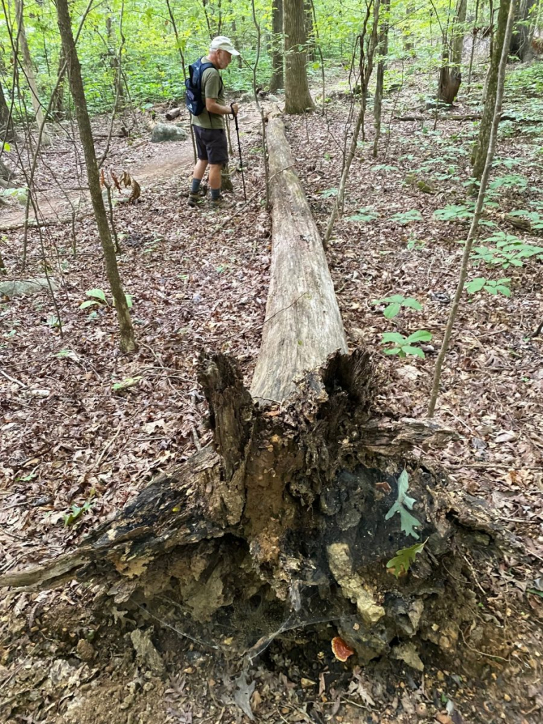 Mid-August Hike - My First Visit to Wade Mountain Nature Preserve ...