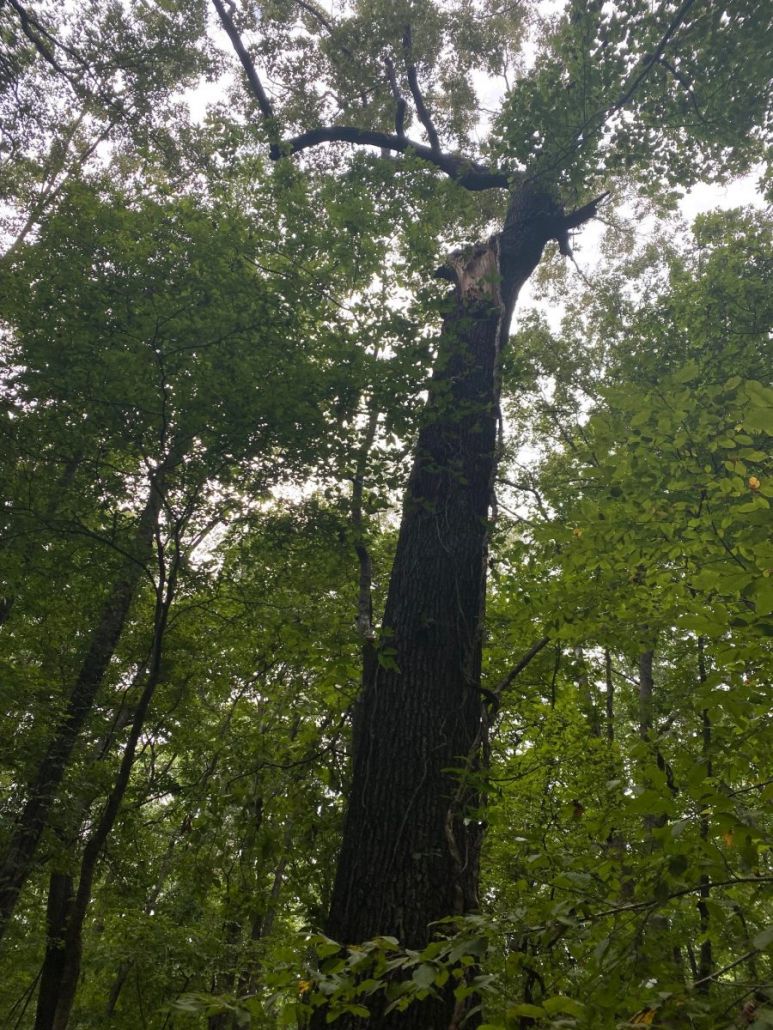 Late Summer Revelation and Confusion (mine!) in a WNWR Bottomland ...