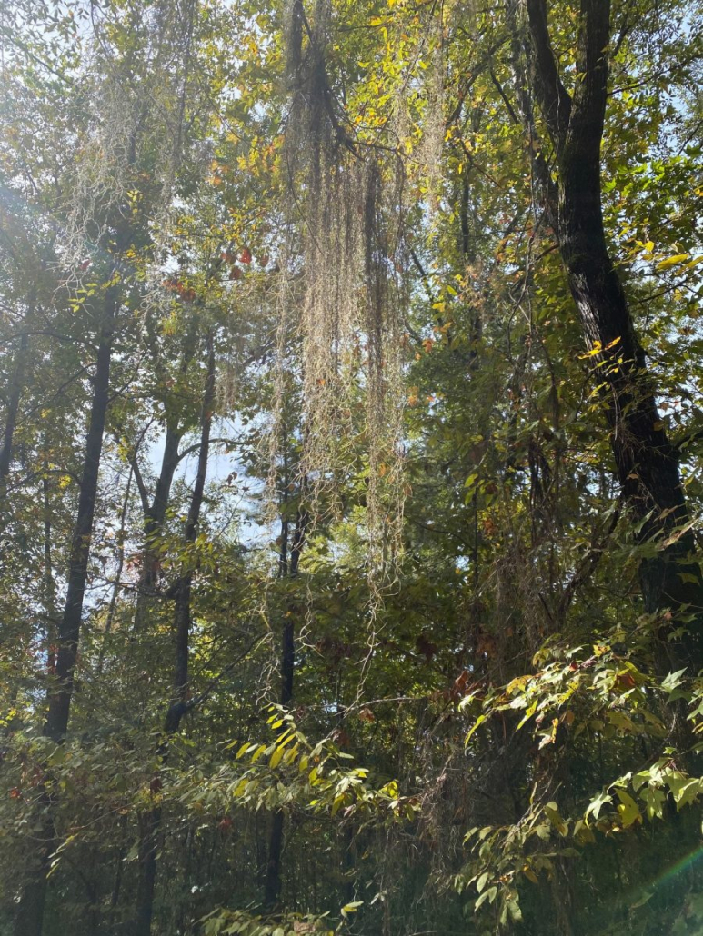 Alabama's Lake Point State Park; Natural Forest Features - Steve Jones ...