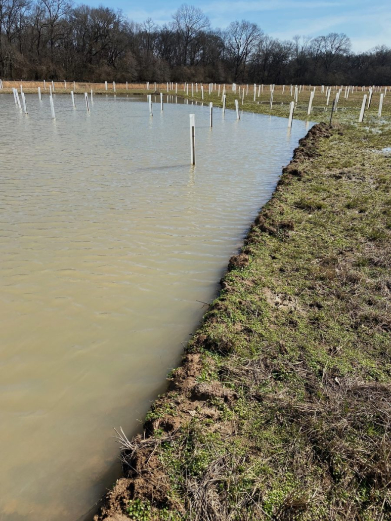 GBH Brief-Form Post #1: Wetland Restoration at a Local Wildlife ...