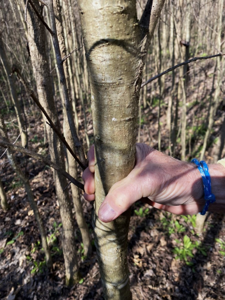 Nine Years of Wetland Restoration at Webb Pond Preserve - Steve Jones ...
