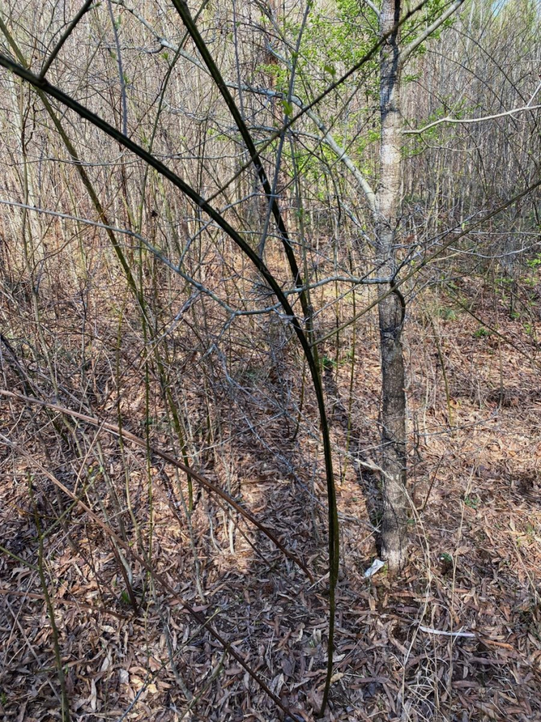Nine Years of Wetland Restoration at Webb Pond Preserve - Steve Jones ...