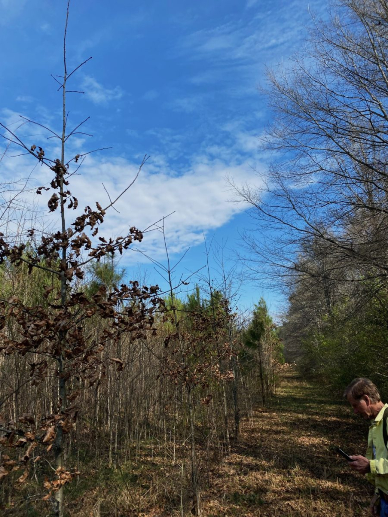 Nine Years of Wetland Restoration at Webb Pond Preserve - Steve Jones ...