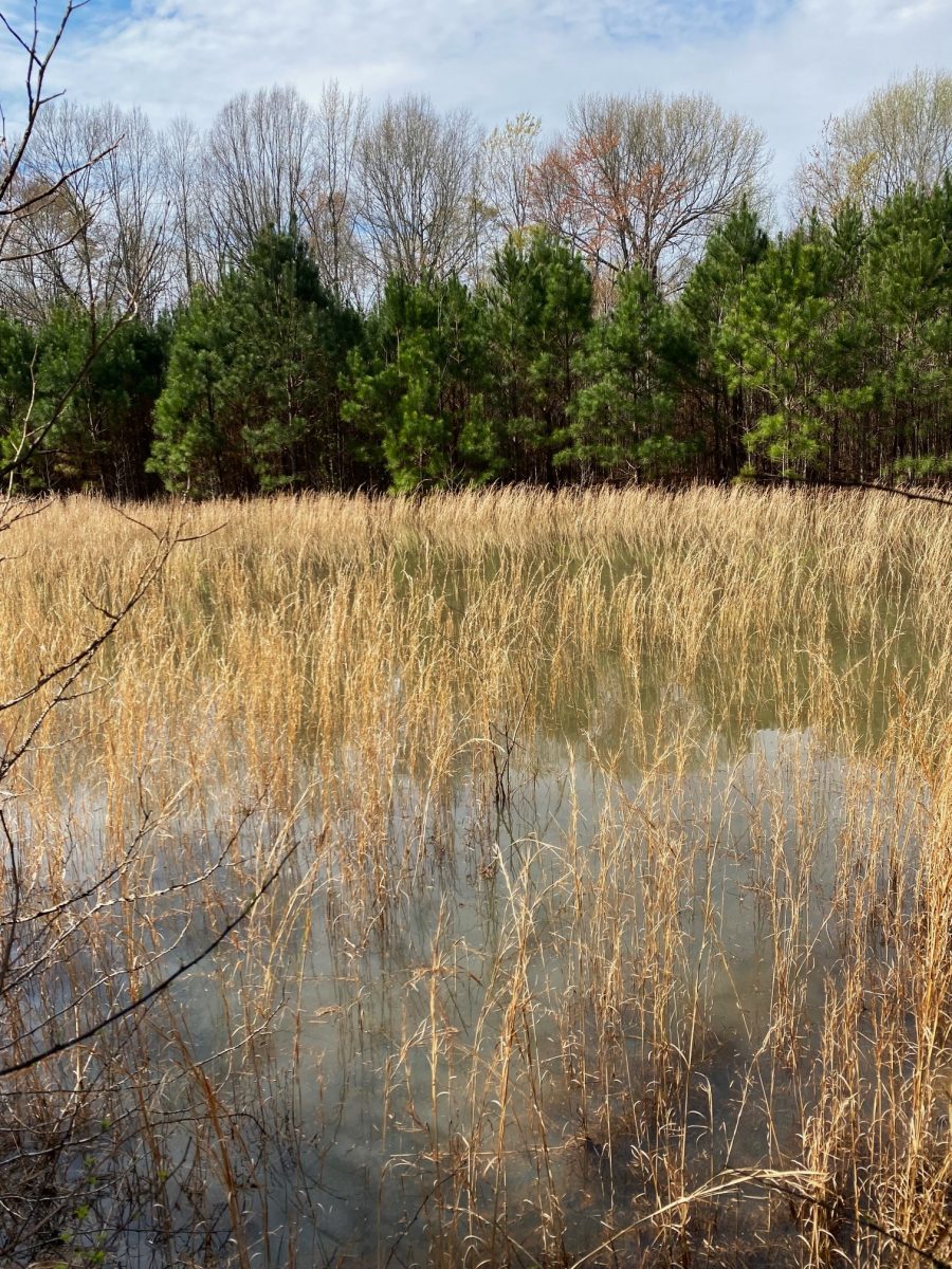 Nine Years of Wetland Restoration at Webb Pond Preserve - Steve Jones ...