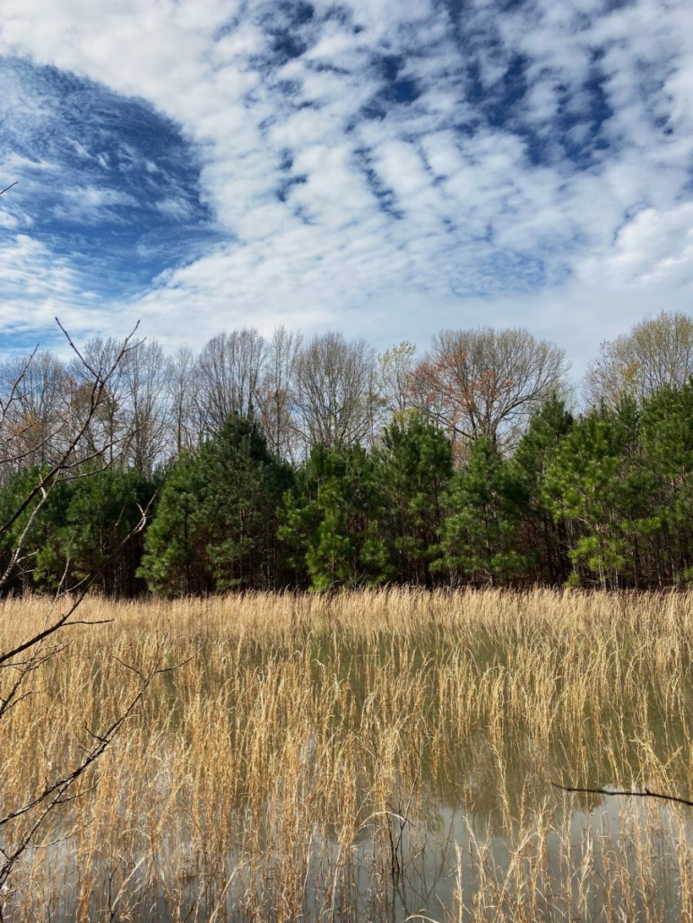 Nine Years of Wetland Restoration at Webb Pond Preserve - Steve Jones ...