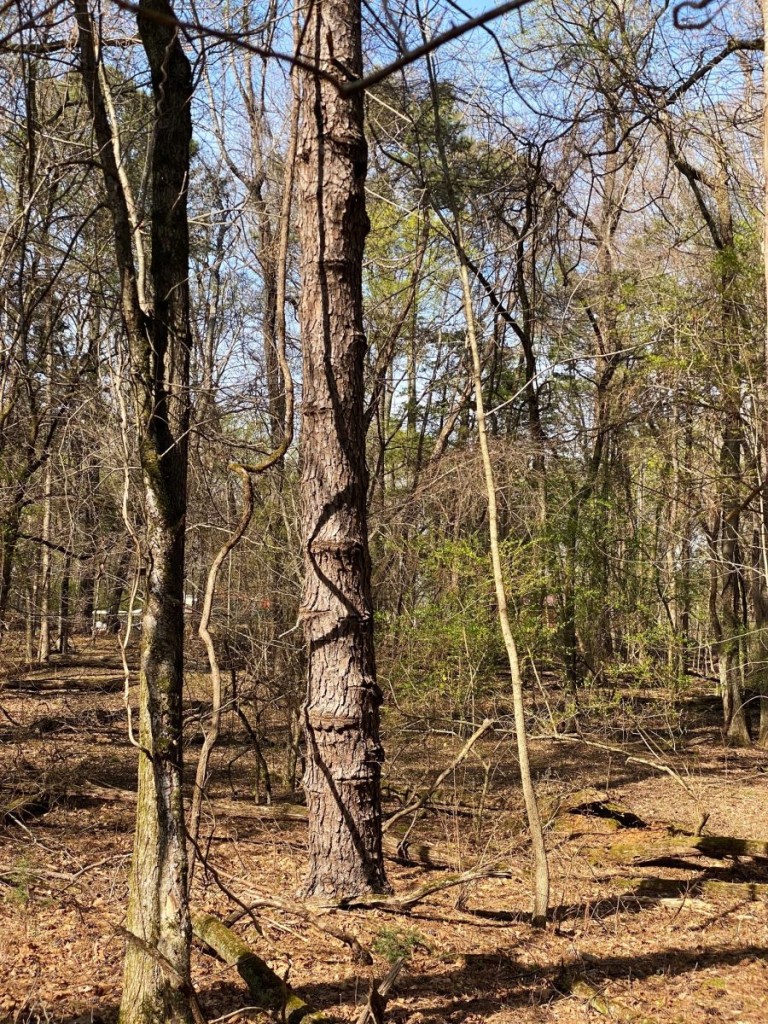 Brief-Form Post #2: Loblolly Pine Tree-Form Curiosity at Joe Wheeler ...